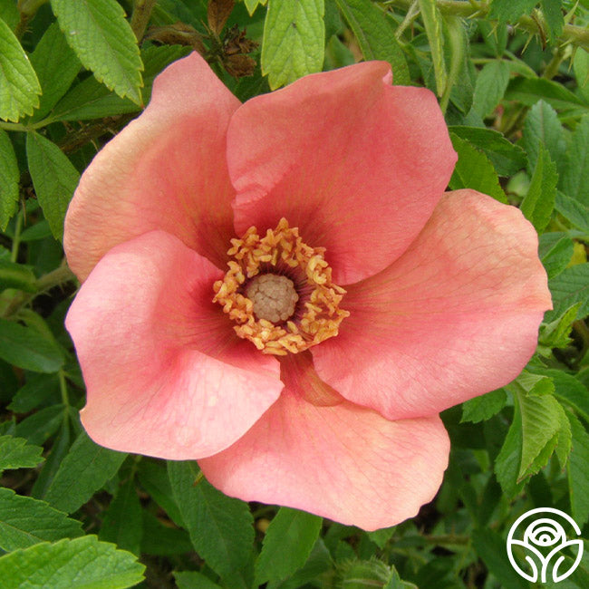 Nigel Hawthorne – Heirloom Roses