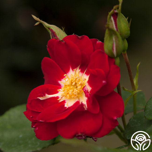 Night Song Hardy Rose | Red Rose Bush – Heirloom Roses