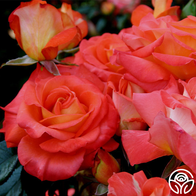 Octoberfest Rose - Grandiflora - Lightly Fragrant – Heirloom Roses