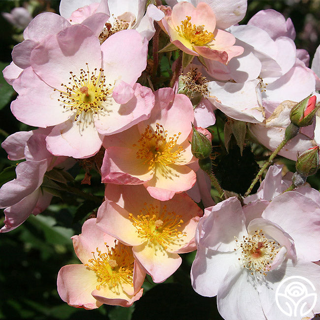 Omi Oswald Rose - Hybrid Musk - Moderately Fragrant – Heirloom Roses