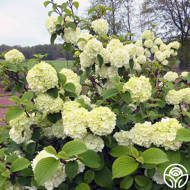 Opening Day™ – Heirloom Roses