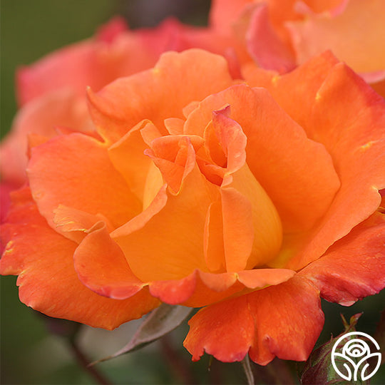 Orange Waves Rose - Shrub - Lightly Fragrant – Heirloom Roses