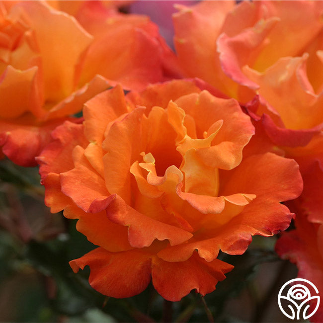 Orange Waves Shrub Rose | Orange Rose Bush – Heirloom Roses