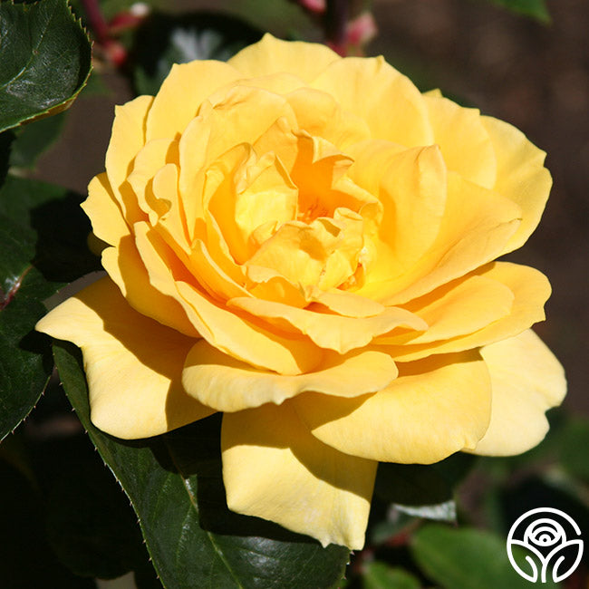 Oregold Hybrid Tea Rose | Yellow Rose Bush – Heirloom Roses