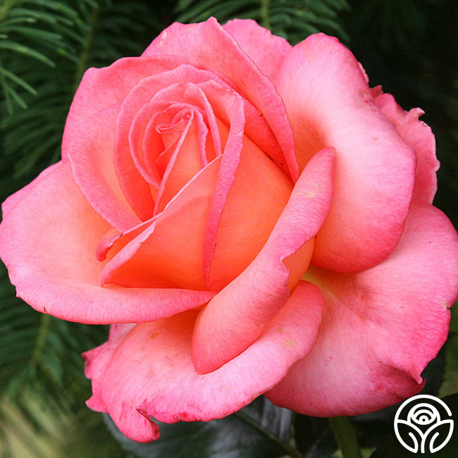 Paddy Stephans Hybrid Tea Rose | Colorful Rose Plant – Heirloom Roses