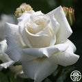 Pascali Rose - Hybrid Tea - Lightly Fragrant – Heirloom Roses
