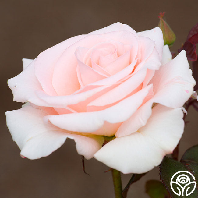 Pearl Essence – Heirloom Roses