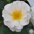 Penelope Rose - Hybrid Musk - Very Fragrant – Heirloom Roses