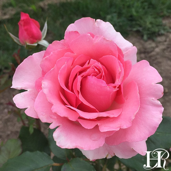 Penthouse – Heirloom Roses