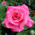 Perfume Delight Rose - Hybrid Tea - Very Fragrant – Heirloom Roses