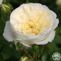 Perpetually Yours Rose - English Legend - Moderately Fragrant ...