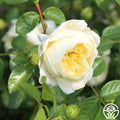 Perpetually Yours Rose - English Legend - Moderately Fragrant ...
