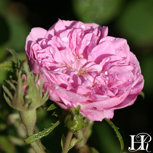 Petite Lizette – Heirloom Roses