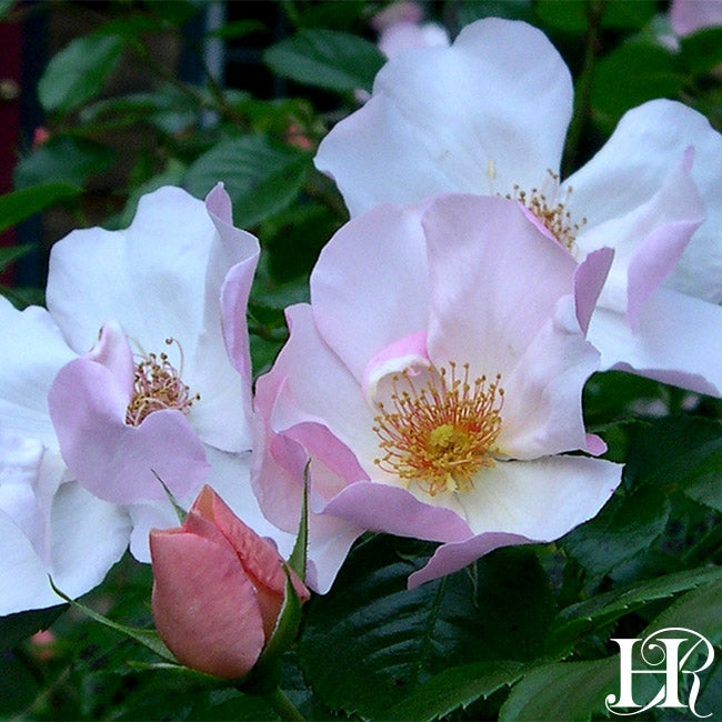 Pierre Gagnaire – Heirloom Roses