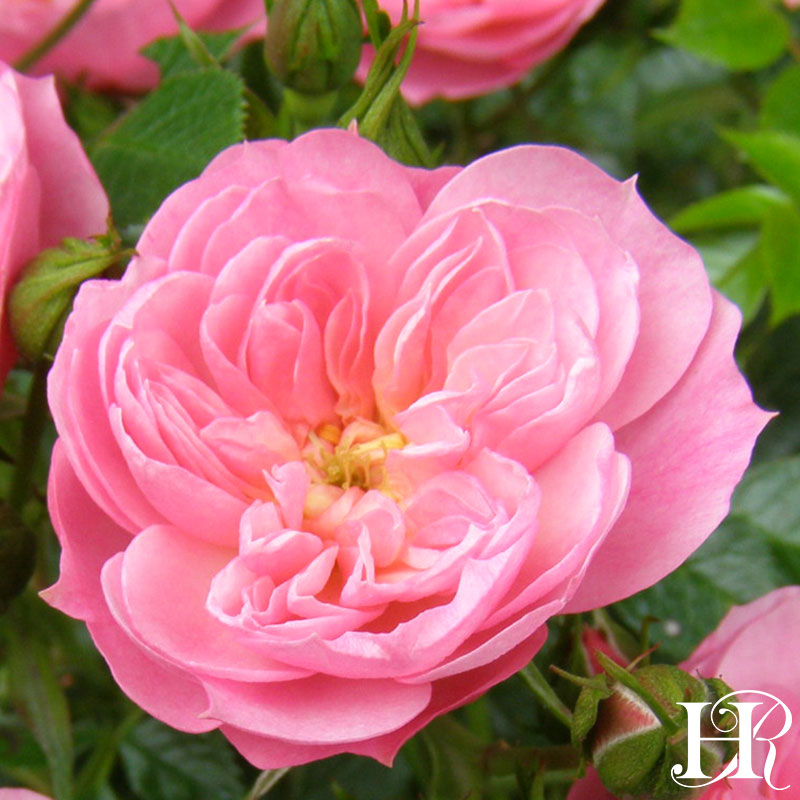 Pink Bells – Heirloom Roses