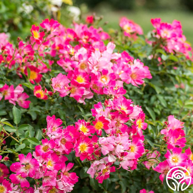 Pink Drift® | Pink Groundcover Rose Bush – Heirloom Roses
