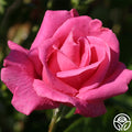 Perfume Delight Rose - Hybrid Tea - Very Fragrant – Heirloom Roses