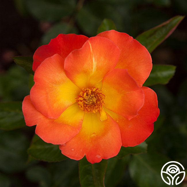 Playboy Rose - Shrub - Moderately Fragrant – Heirloom Roses