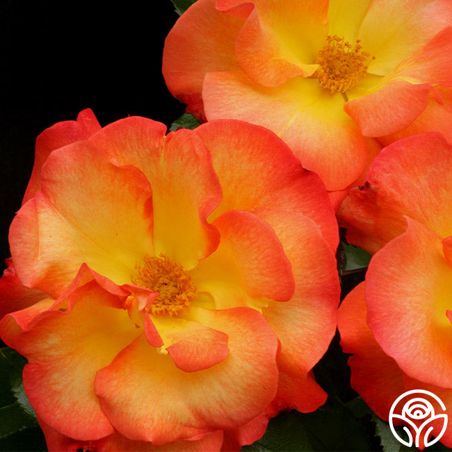 Playboy Rose - Shrub - Moderately Fragrant – Heirloom Roses