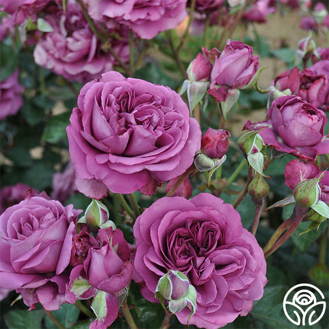 Plum Perfect Rose - Floribunda - Lightly Fragrant – Heirloom Roses