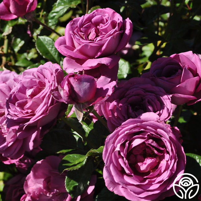 Plum Perfect Rose - Floribunda - Lightly Fragrant – Heirloom Roses
