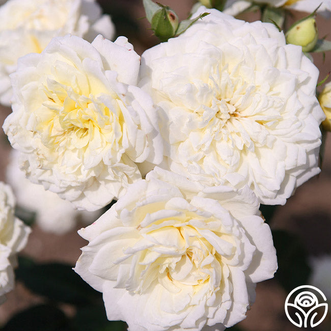 Sunbelt Polar Express Shrub Rose | White Rose Bush – Heirloom Roses