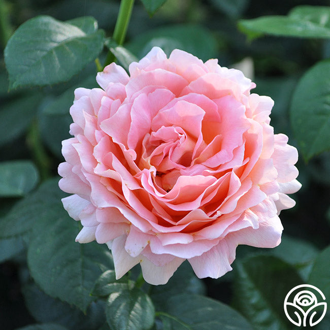 Polka Rose - Climbing Roses - Very Fragrant – Heirloom Roses