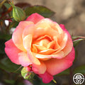 Polynesian Punch Rose - Floribunda - Moderately Fragrant – Heirloom Roses