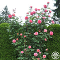 Portlandia Rose - Shrub - Moderately Fragrant – Heirloom Roses