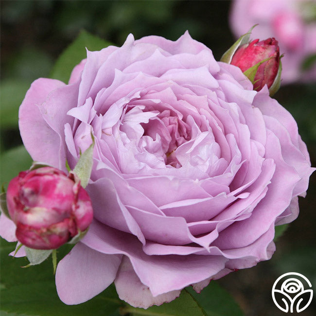 Poseidon Floribunda Rose | Purple Rose Plant – Heirloom Roses