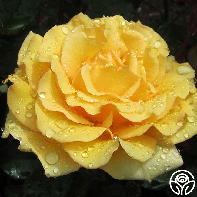 Pot 'O' Gold Hybrid Tea Rose | Fragrant Rose Bush – Heirloom Roses