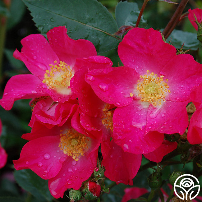 Prairie Flower Hardy Rose | Red Rose Bush – Heirloom Roses