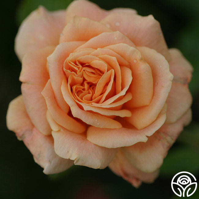 Prairie Sunrise | Rose Bush For Garden – Heirloom Roses