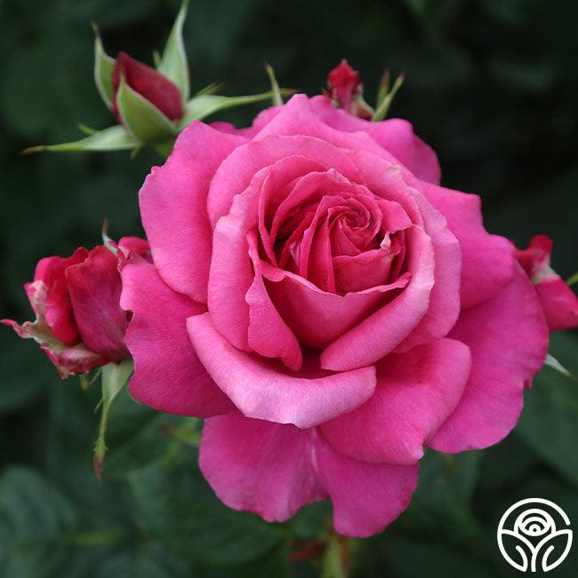 Pretty Lady Rose Rose - Hybrid Tea - Moderately Fragrant – Heirloom Roses