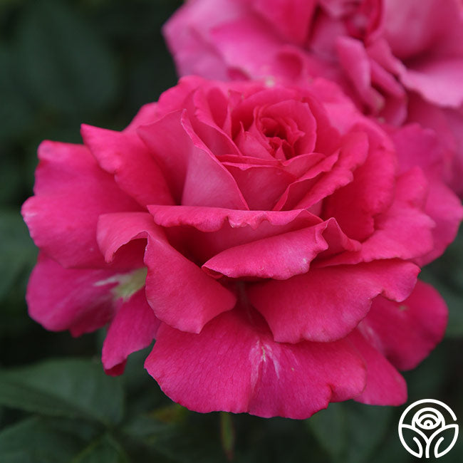 Pretty Lady Rose Rose - Hybrid Tea - Moderately Fragrant – Heirloom Roses