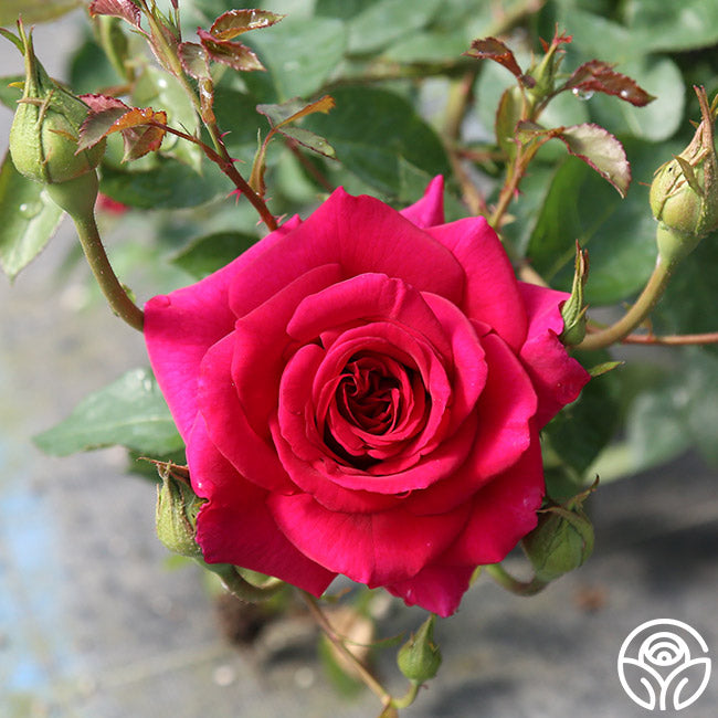Princess Elise Rose - Shrub - Exceptionally Fragrant – Heirloom Roses