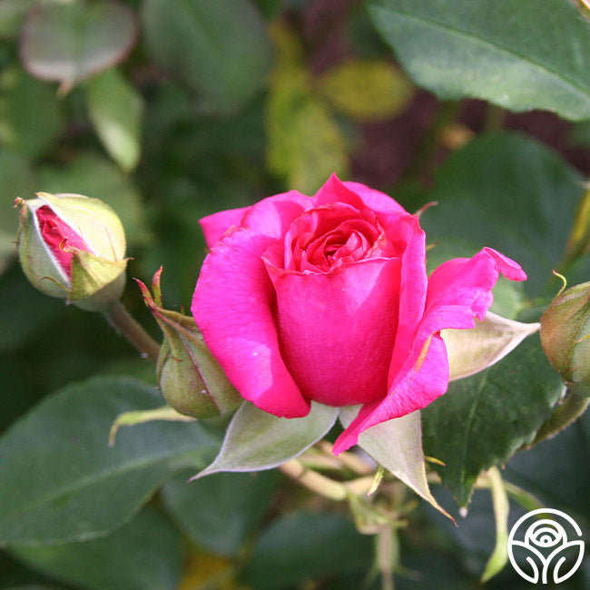 Princess Elise Rose - Shrub - Exceptionally Fragrant – Heirloom Roses