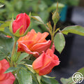 Pumpkin Patch Rose - Floribunda - Lightly Fragrant – Heirloom Roses