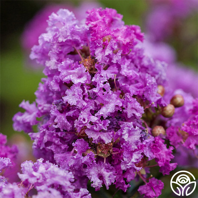 Purple Magic – Heirloom Roses