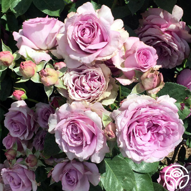 Quicksilver Rose - Climbing Roses - Moderately Fragrant – Heirloom Roses