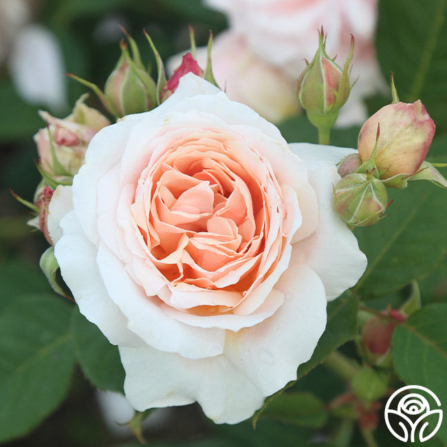 Quietness Rose - Hardy - Moderately Fragrant – Heirloom Roses Quietness Rose - Hardy - Moderately Fragrant – Heirloom Roses