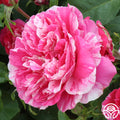 Raspberry Cream Twirl Rose - Climbing Roses - Lightly Fragrant ...