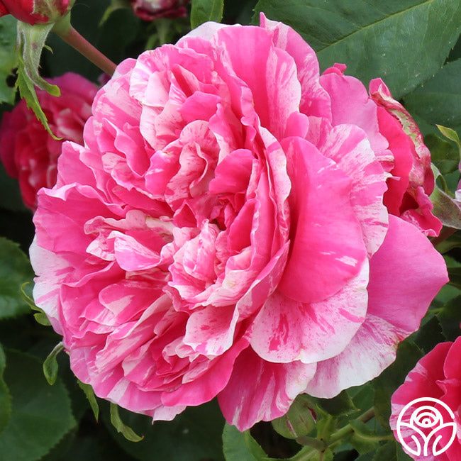 Raspberry Cream Twirl Rose - Climbing Roses - Lightly Fragrant ...