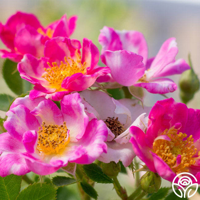 Raspberry Ruffles Floribunda Rose | Colorful Rose Bush – Heirloom Roses