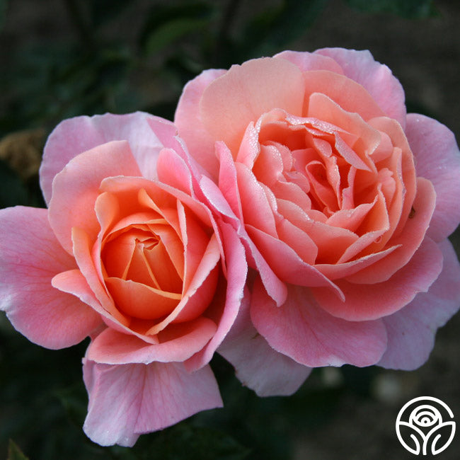 Reconciliation Rose - English Legend - Very Fragrant – Heirloom Roses