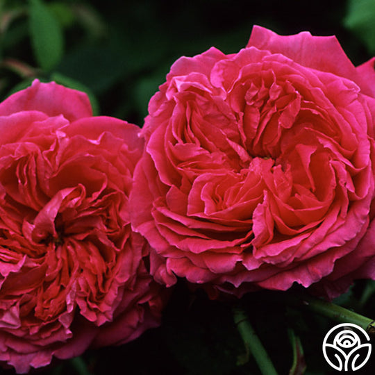 Red Blush Rose - Albas - Very Fragrant – Heirloom Roses