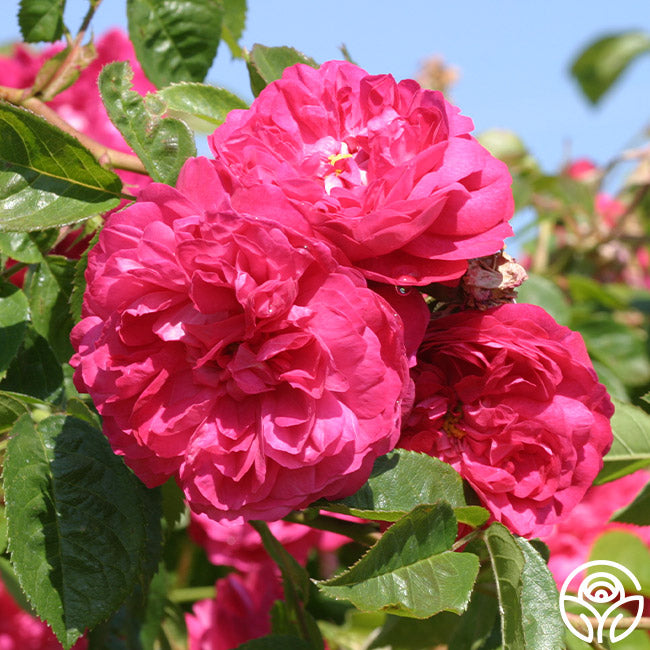 Red Blush Albas Rose | Fragrant Rose Plant – Heirloom Roses
