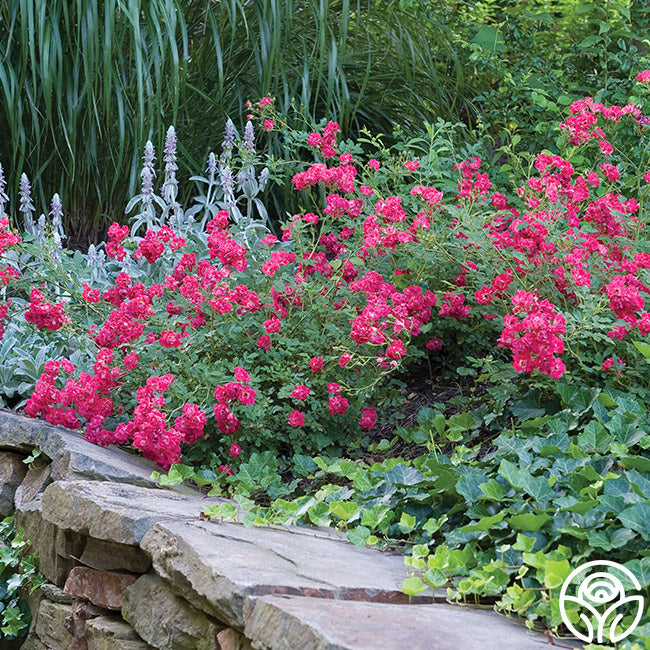 Red Drift® | Red Groundcover Rose Bush – Heirloom