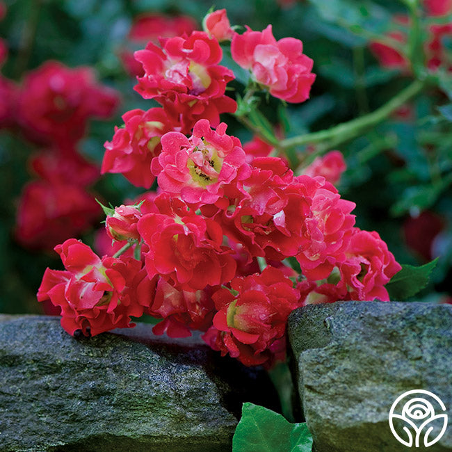 Red Drift® | Red Groundcover Rose Bush – Heirloom