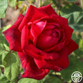 Red Masterpiece Rose - Hybrid Tea - Exceptionally Fragrant – Heirloom Roses